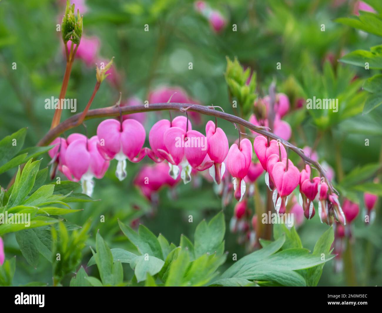Flowering plant Lamprocapnos spectabilis, bleeding heart, fallopian ...