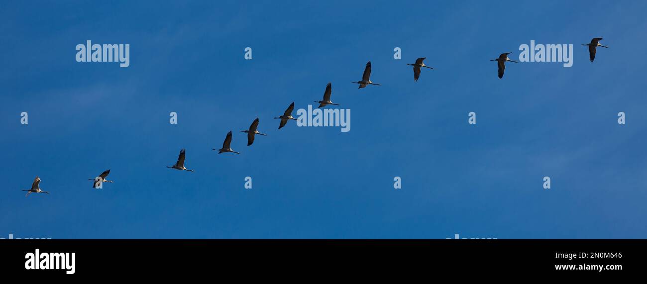 Panorama of flock of birds in sky Stock Photo - Alamy