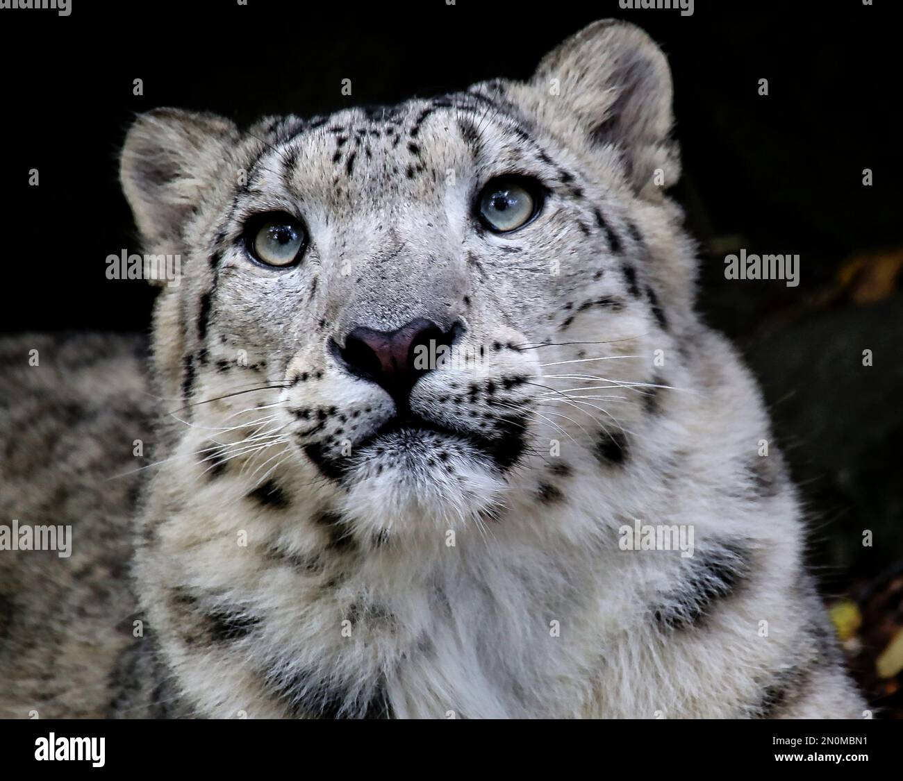 Snow Leopard With Blue Eyes Blue Eyed Snow Leopard | Wild West Horse