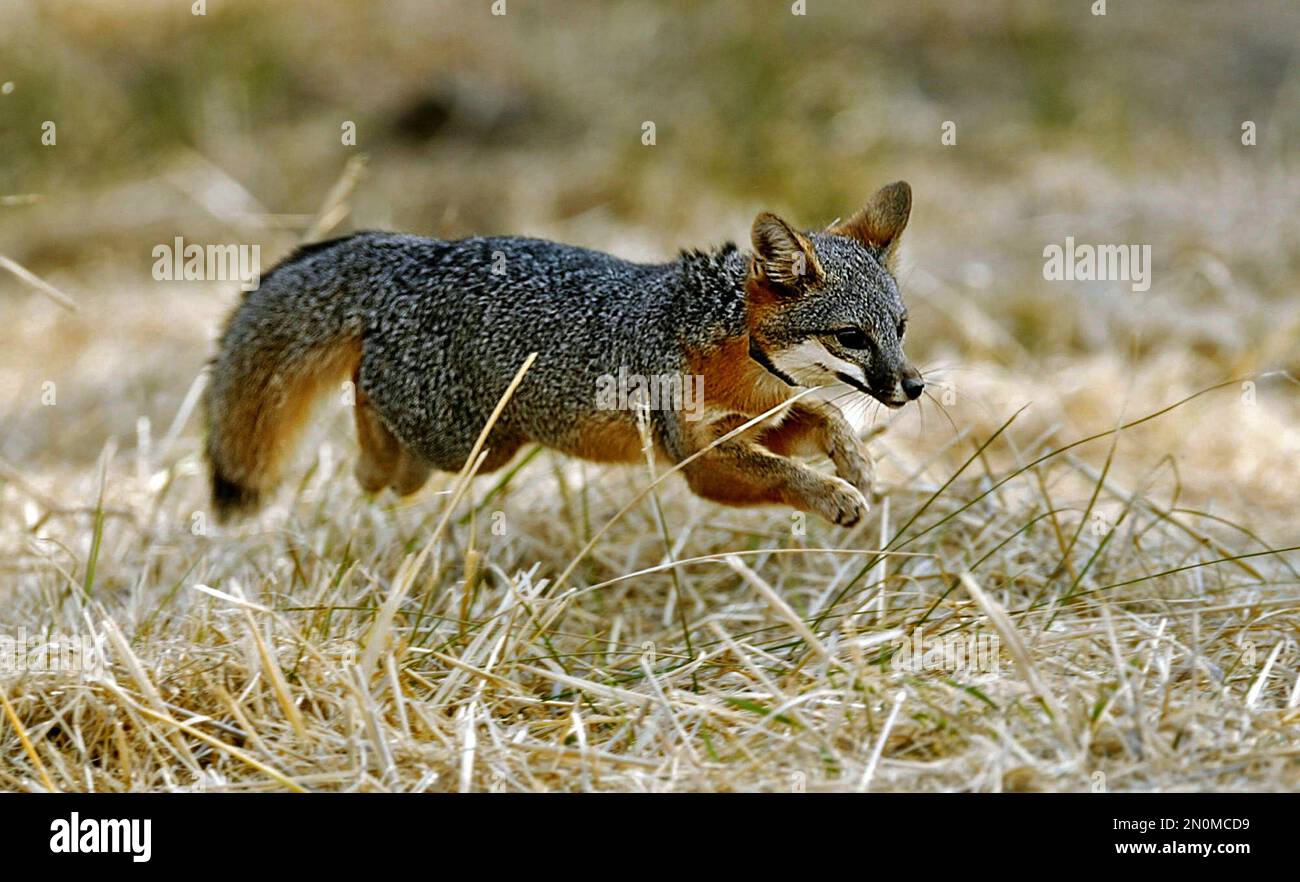 FILE - In this Nov. 23, 2003, file photo, a Santa Catalina Island fox ...