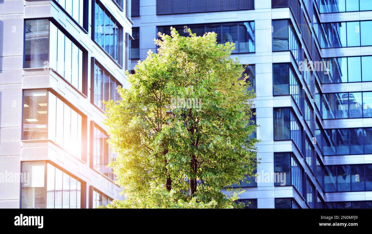 Eco architecture. Green tree and glass office building. The harmony of ...