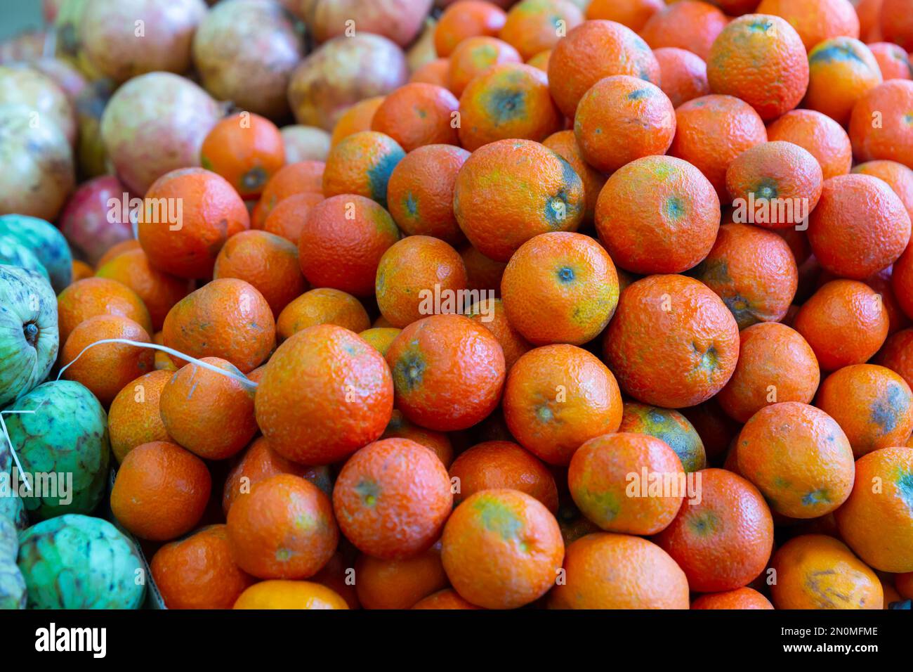 Showcase with damaged organic tangerines in greengrocery Stock Photo ...