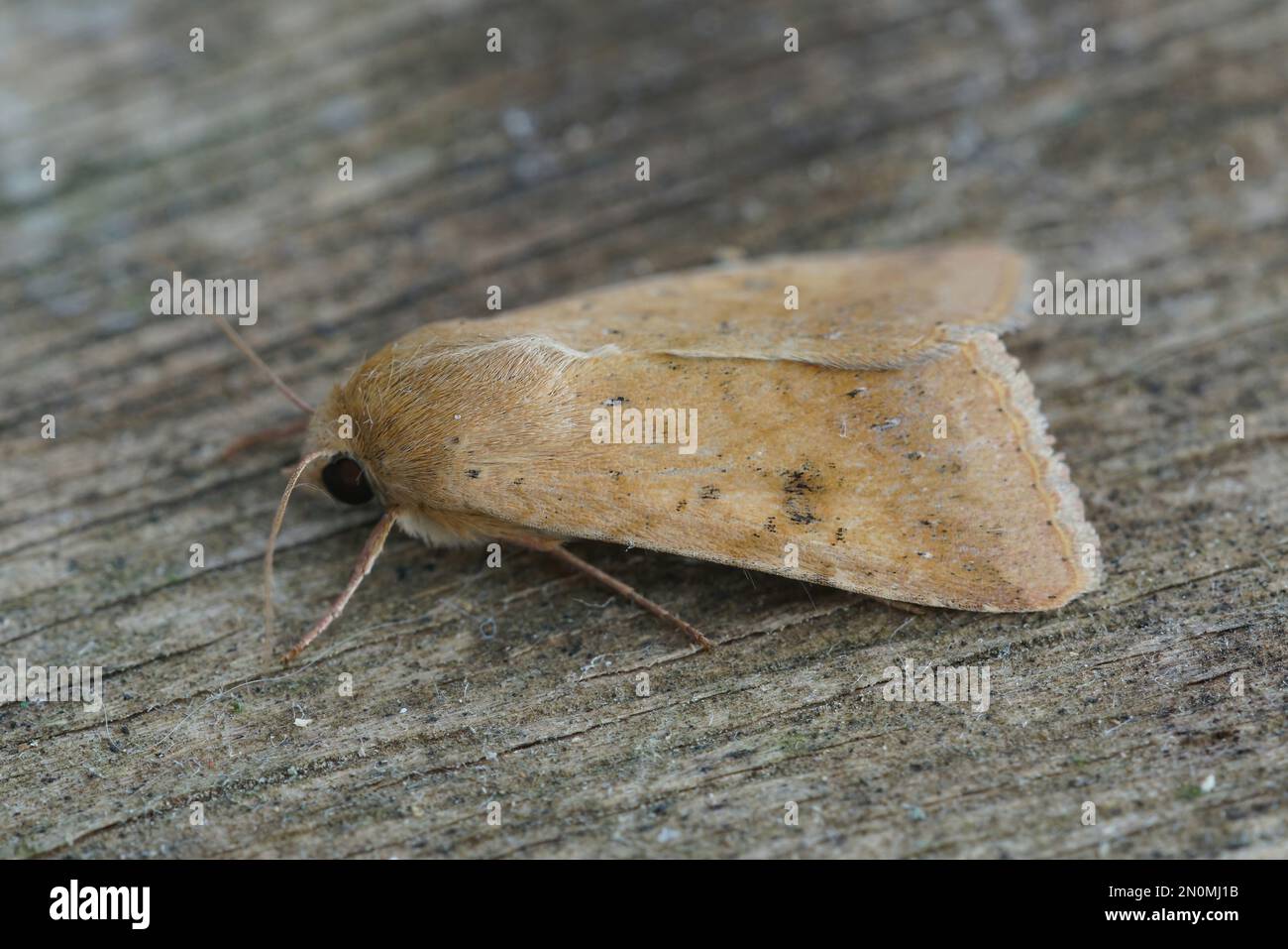 Detailed closeup on the Mediterranean Scarce Bordered Straw or Cotton ...