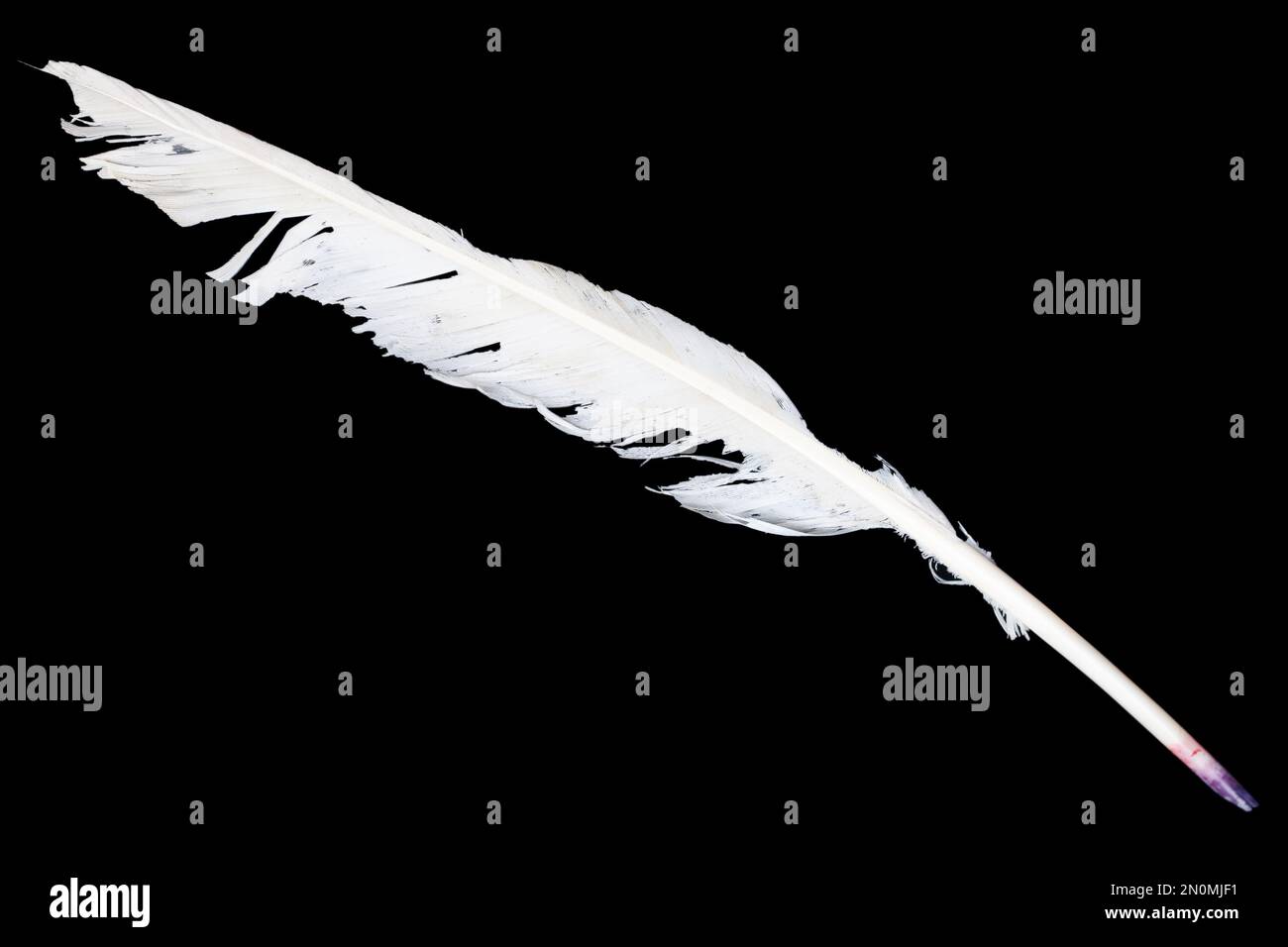 White feather quill pen. On black background Stock Photo - Alamy