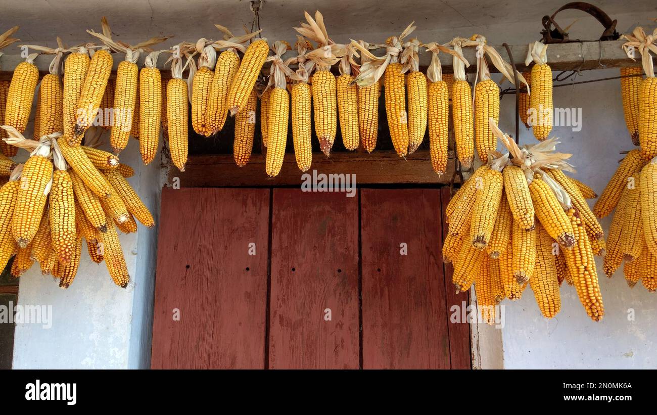 Yellow dried corn on the wall of traditional ukrainian house Stock ...
