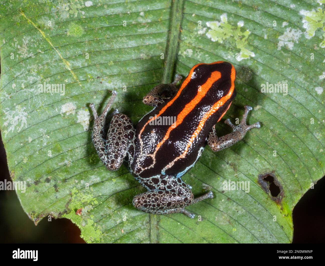Reticulated Poison Frog (Ranitomeya ventrimaculata) on a leaf in the ...