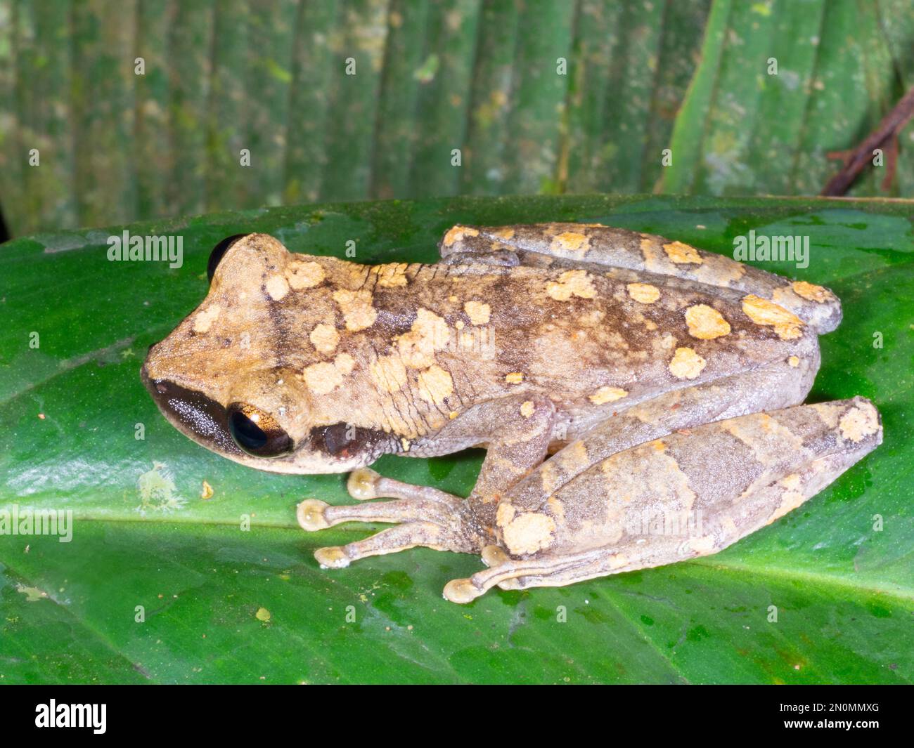 Yasuni Broad Headed Treefrog (Osteocephalus yasuni) in the Ecuadorian ...