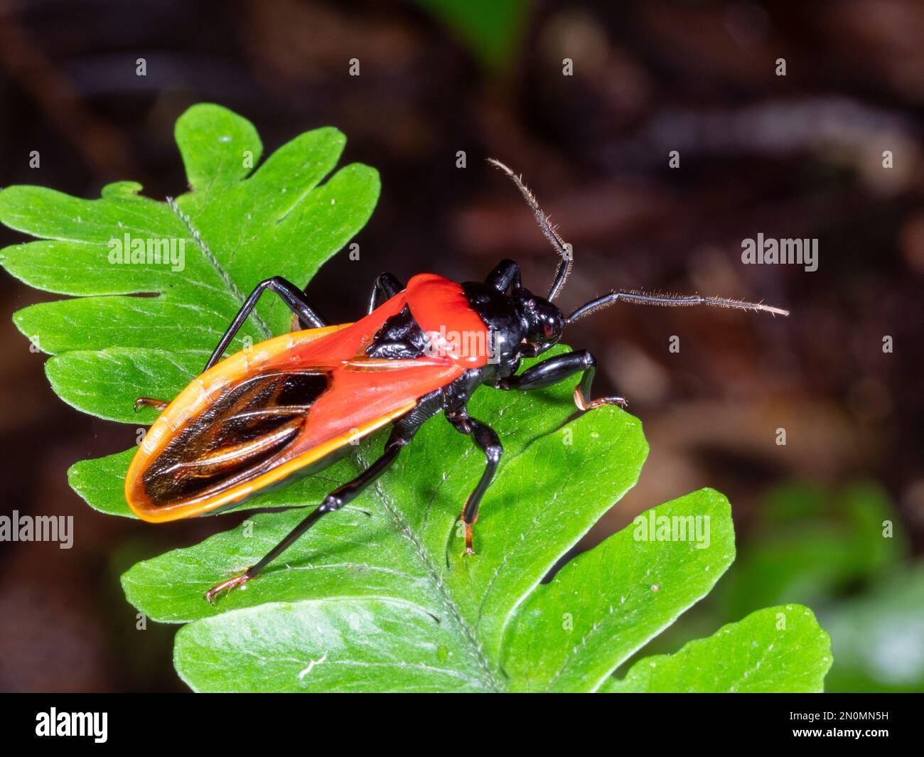 Bright red assassin bug (Reduviidae) in the rainforest, Orellana ...