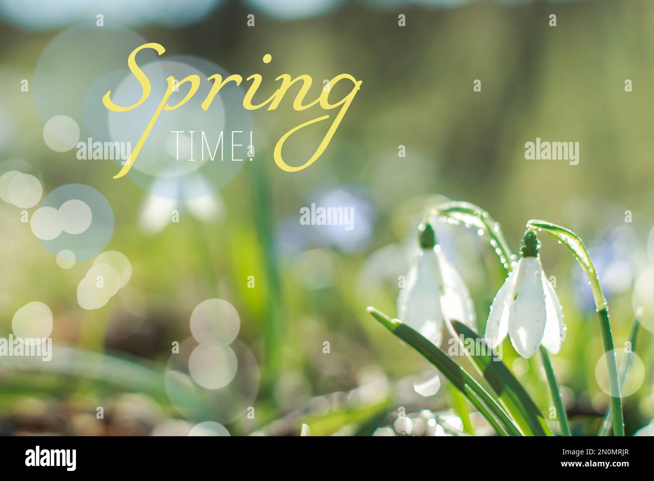 spring flowering white in sunshine, Common Snowdrop flowers with Water ...