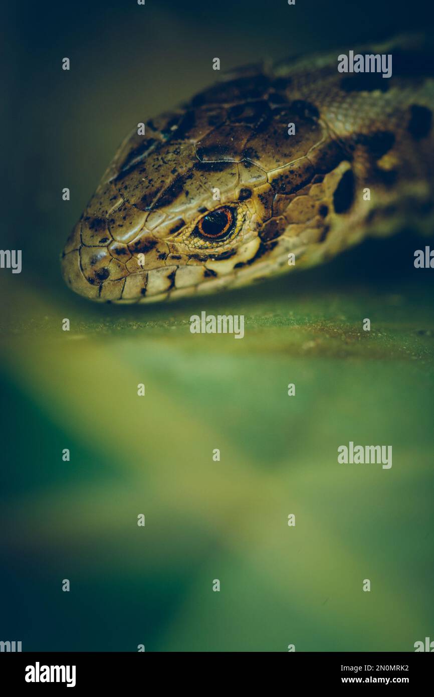 A vertical selective shot of a snake with black spots crawling on green ...