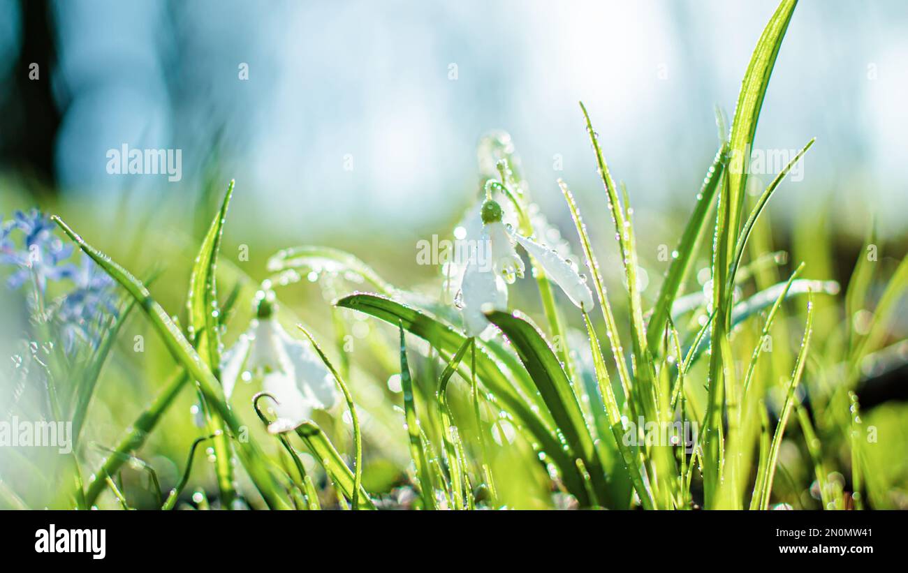 spring flowering white in sunshine, Common Snowdrop flowers with Water ...
