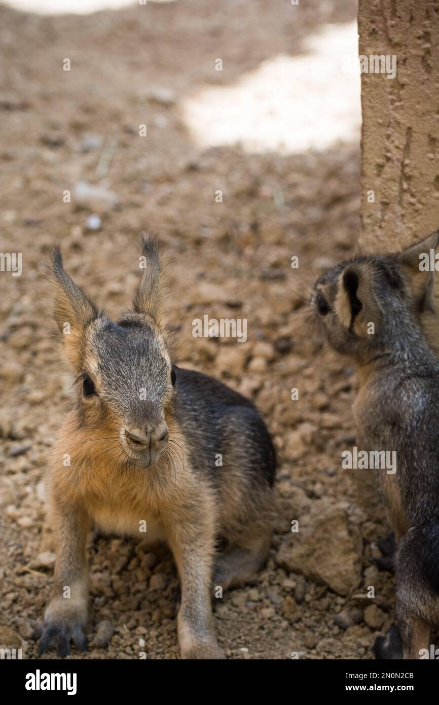 Patagonian Cavy Babies Tri Colored