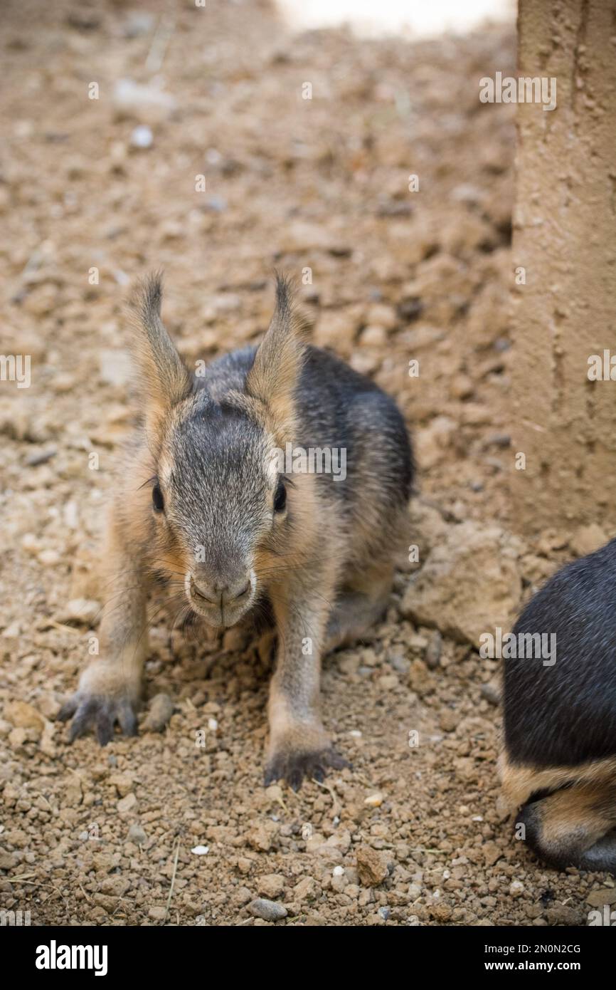 Patagonian Cavy Babies Tri Colored
