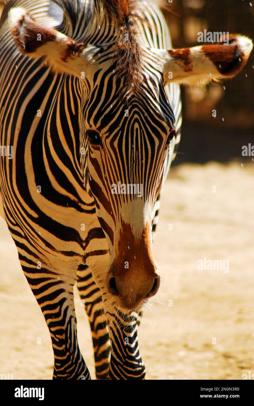 A zebra shakes off some water Stock Photo - Alamy