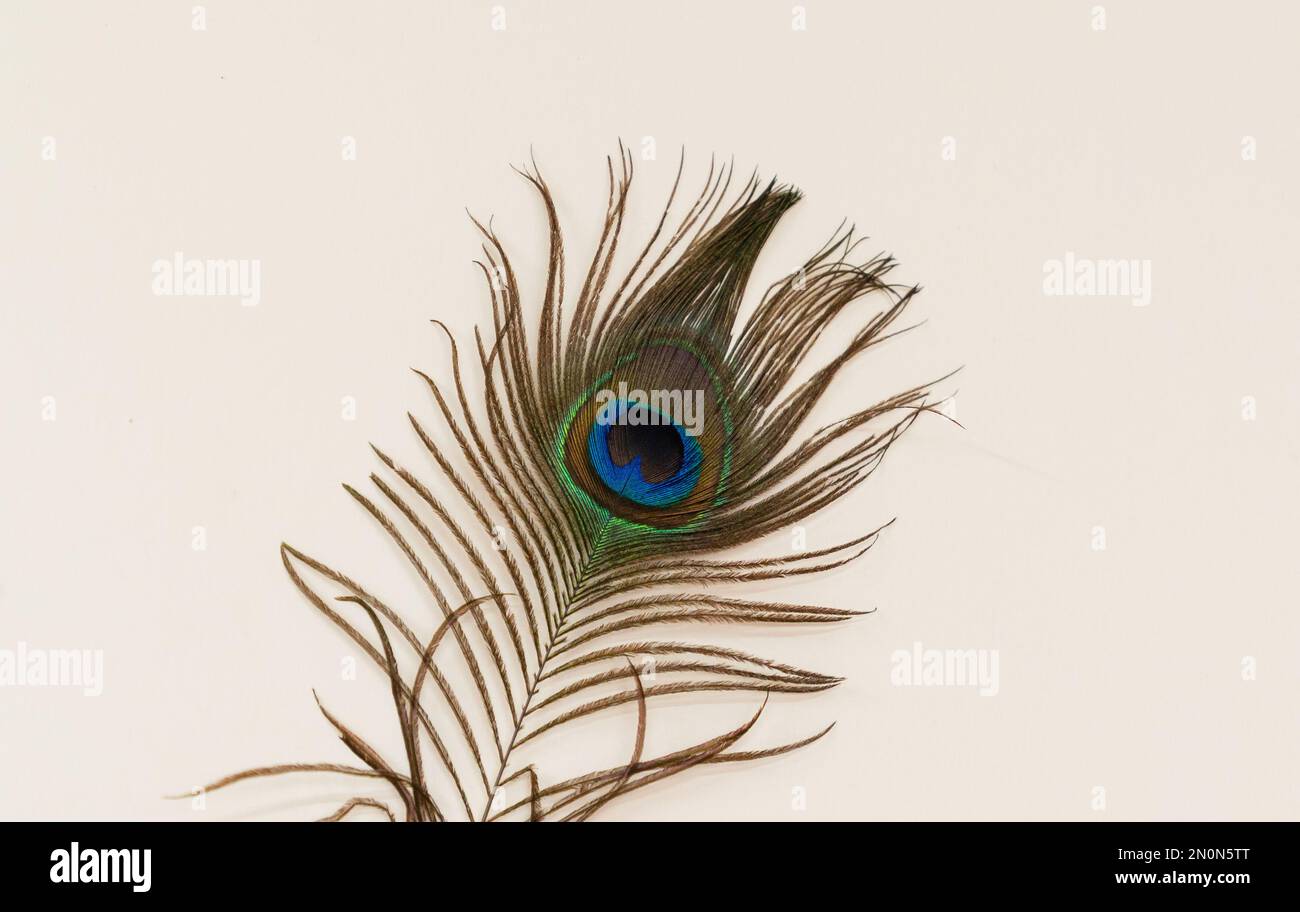 Single peacock feather hi-res stock photography and images - Alamy