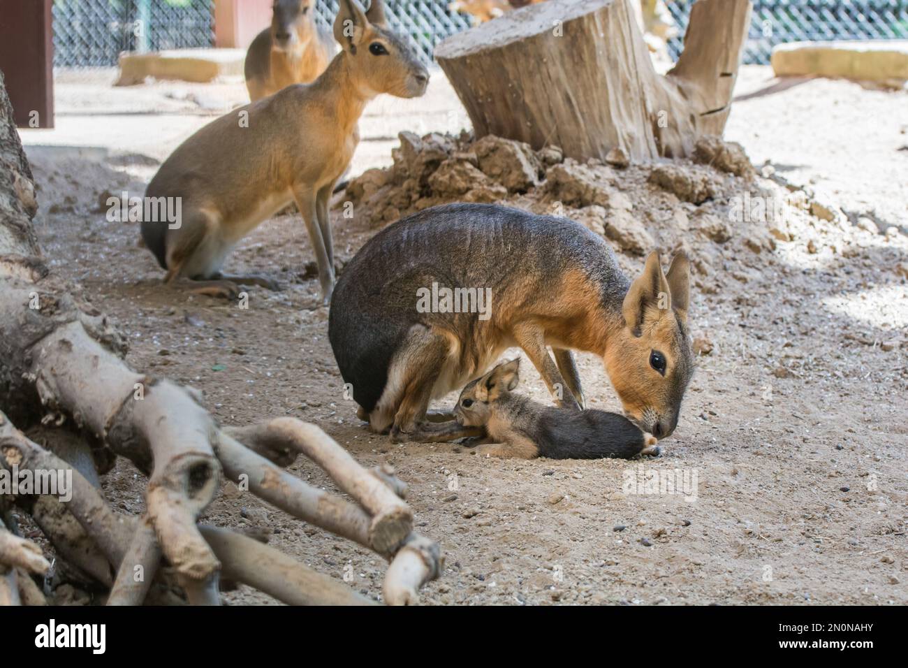 The Patagonian mara (Dolichotis patagonum) and it's baby on the soil ...