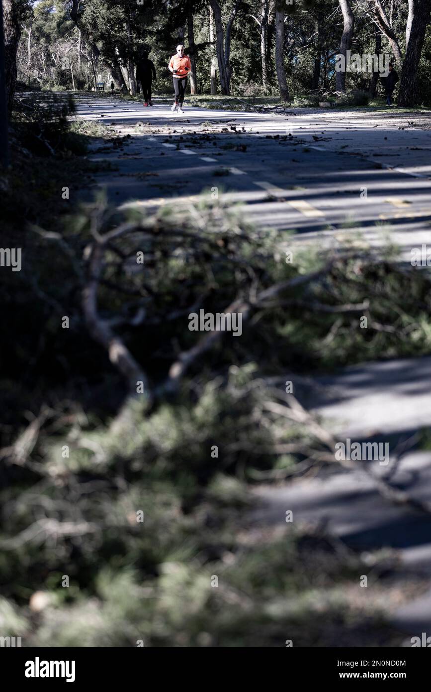 Photo taken on February 5, 2023 shows fallen tree after a gust of wind ...