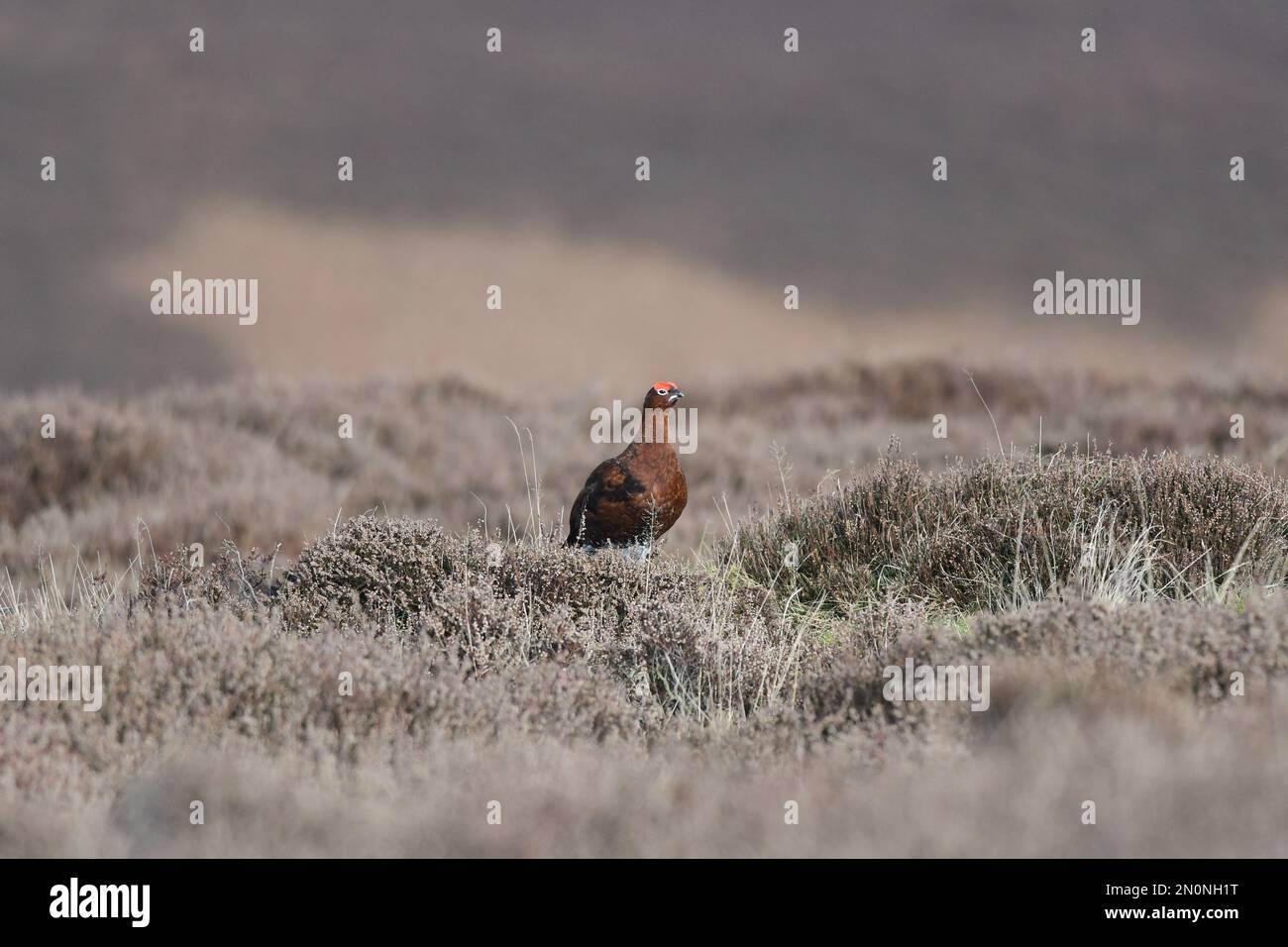 Characterful bird hi-res stock photography and images - Alamy