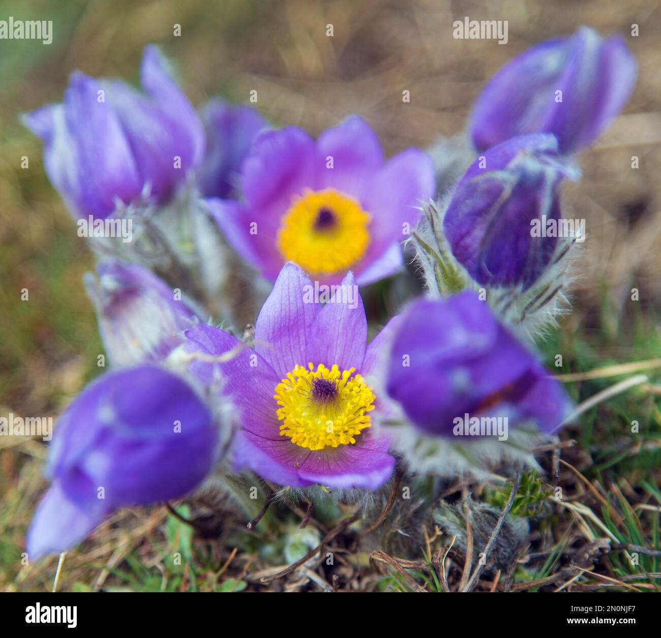 Pasqueflower. Beautiful blue flower of greater pasque flower or ...