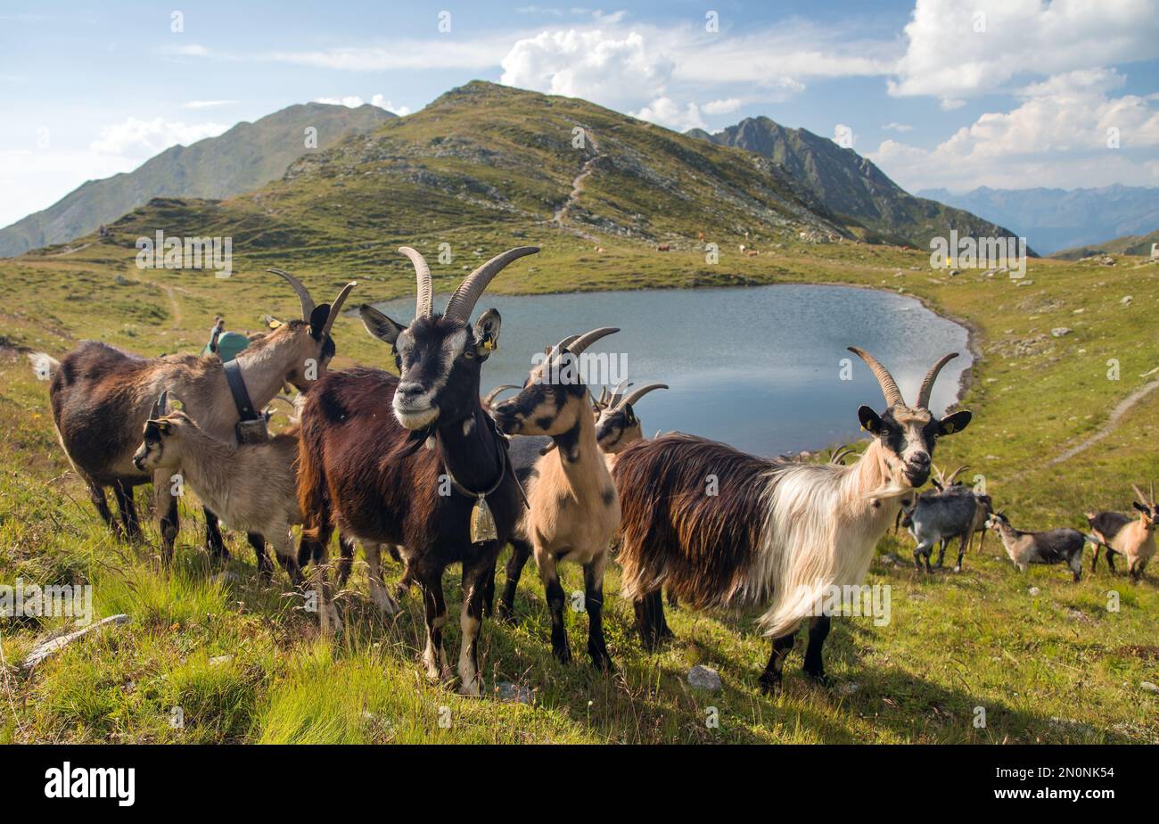 herd of goats in the mountains by the lake, Carnic Alps, Austria and ...