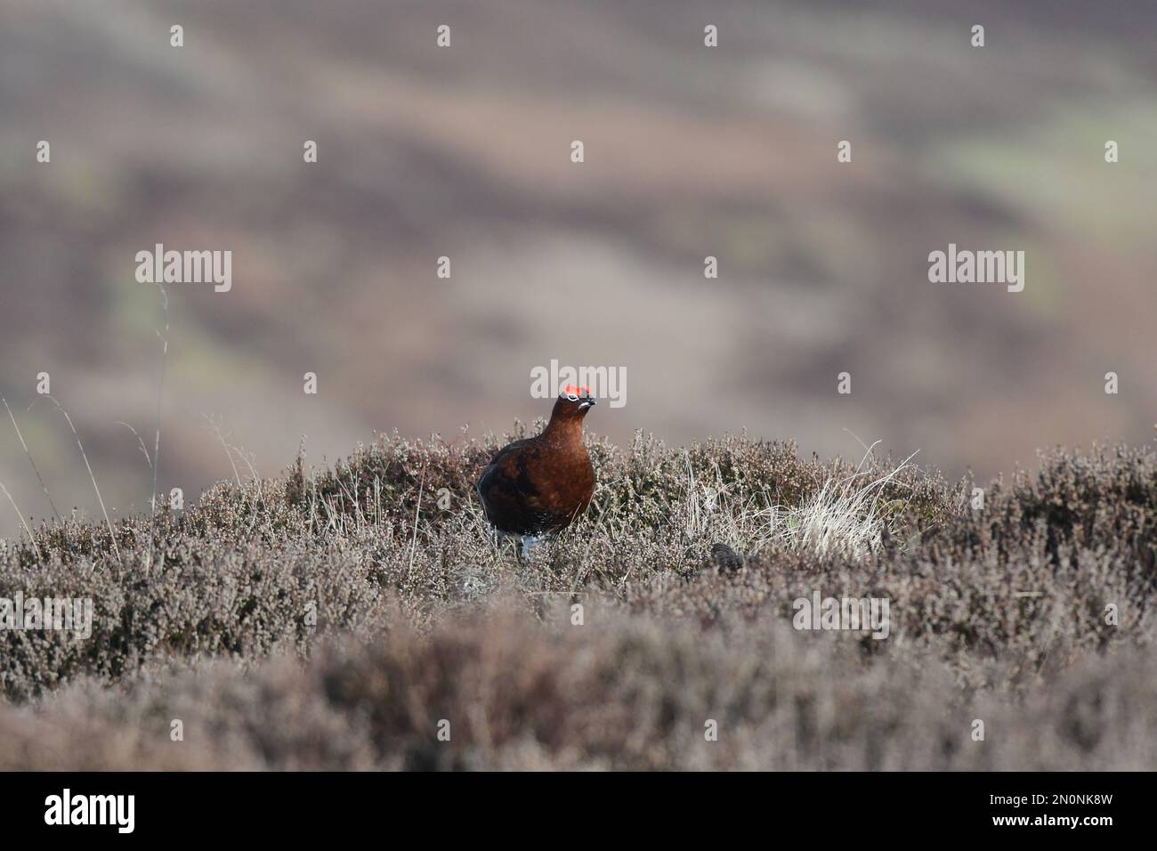 Willow grouse subspecies hi-res stock photography and images - Alamy