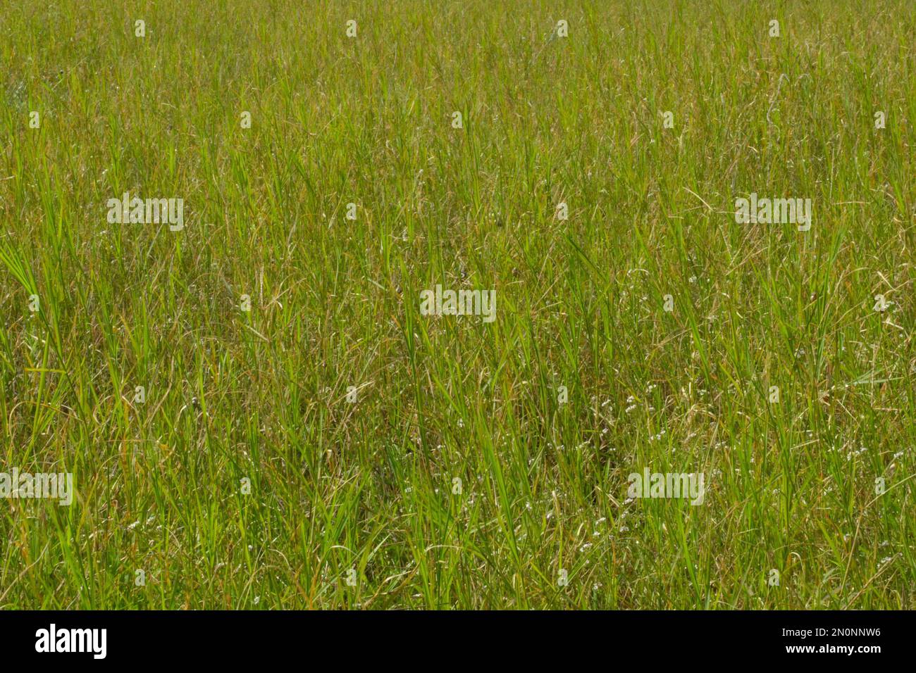 light green grass in the meadow Stock Photo - Alamy