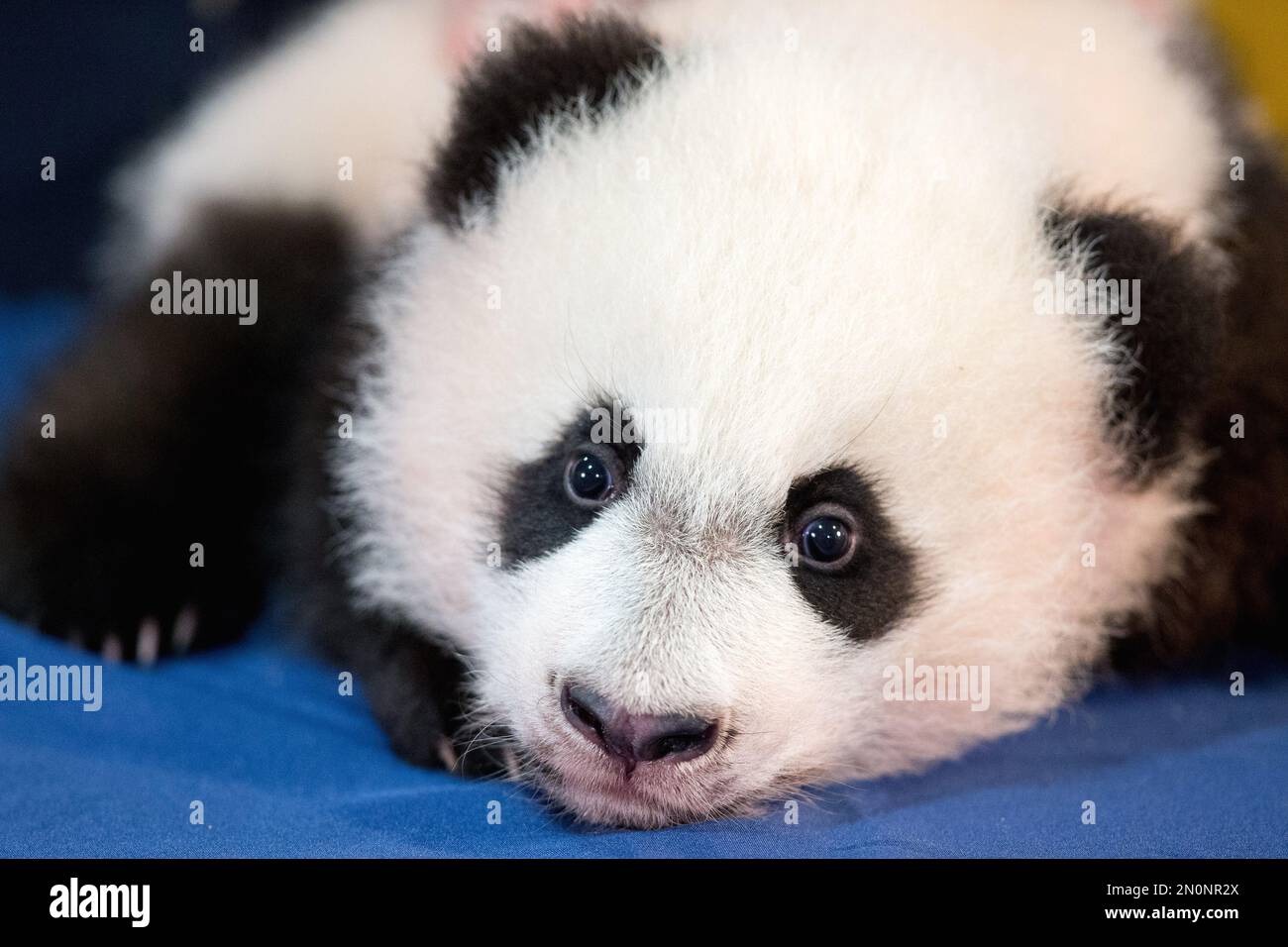 In this photo taken Dec. 14, 2015, Bei Bei, the National Zoo's newest ...