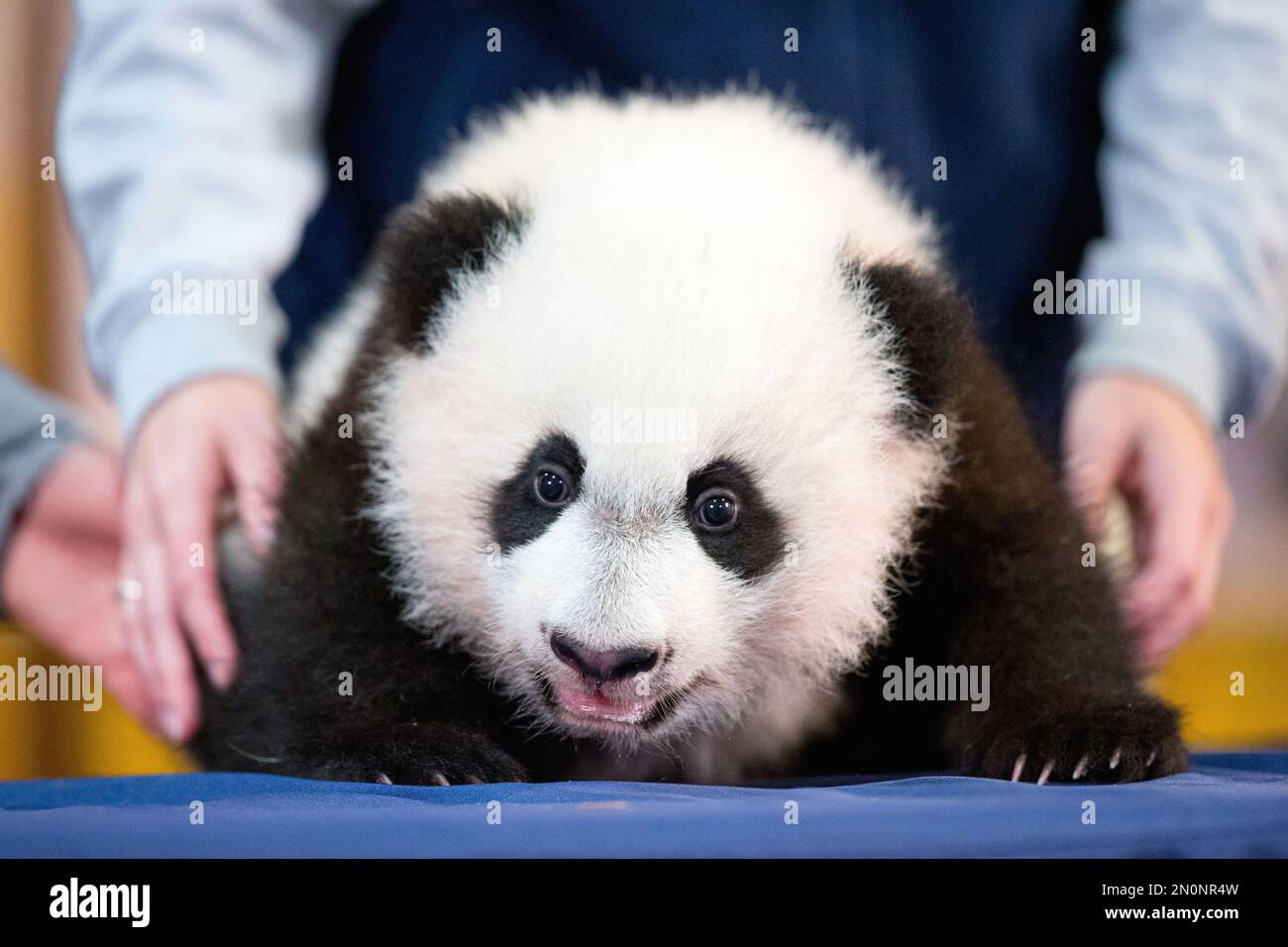 In this photo taken dec. 14, 2015, Bei Bei, the National Zoo's newest ...