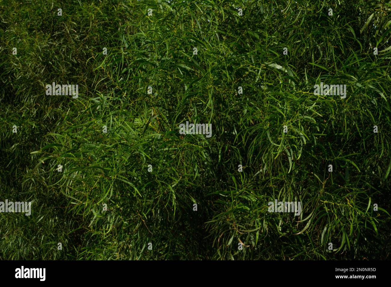 Close up greenery hi-res stock photography and images - Alamy