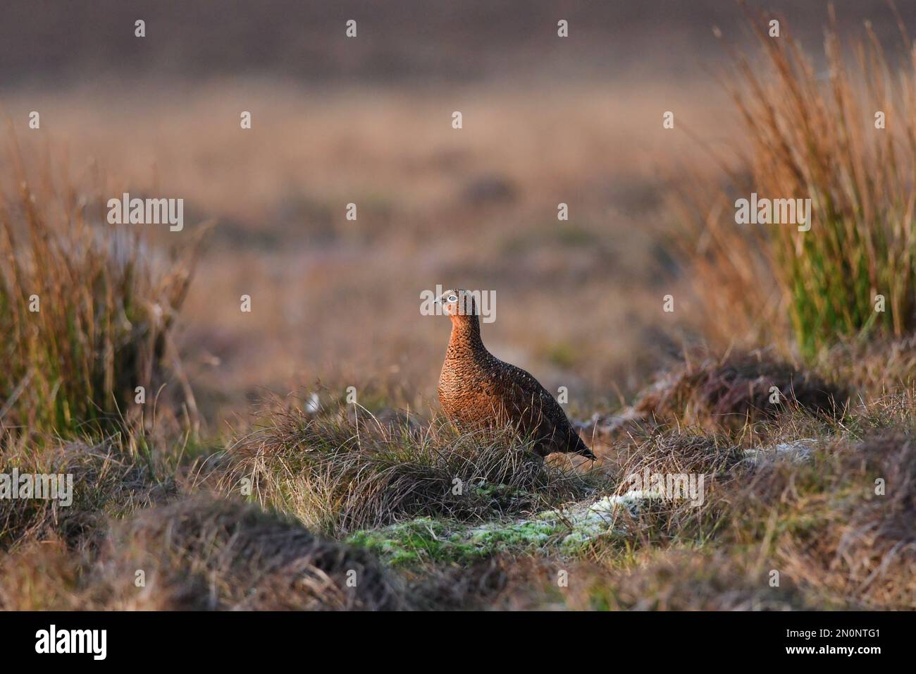 Scotland famous grouse whisky hi-res stock photography and images - Alamy