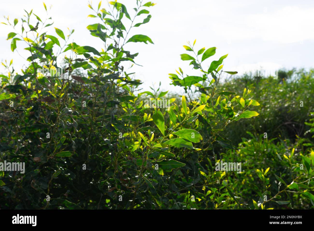 Close up greenery hi-res stock photography and images - Alamy