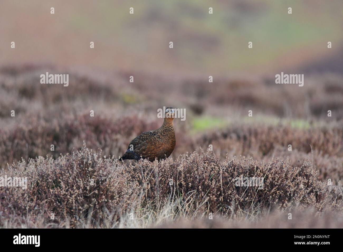 Willow grouse subspecies hi-res stock photography and images - Alamy