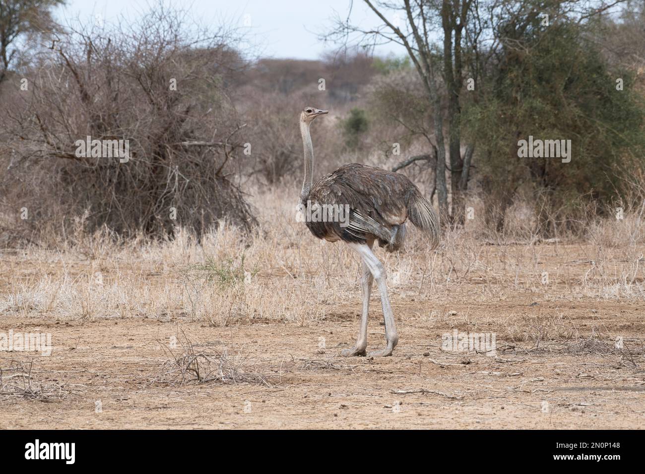 Adult female common ostrich (Struthio camelus Stock Photo - Alamy
