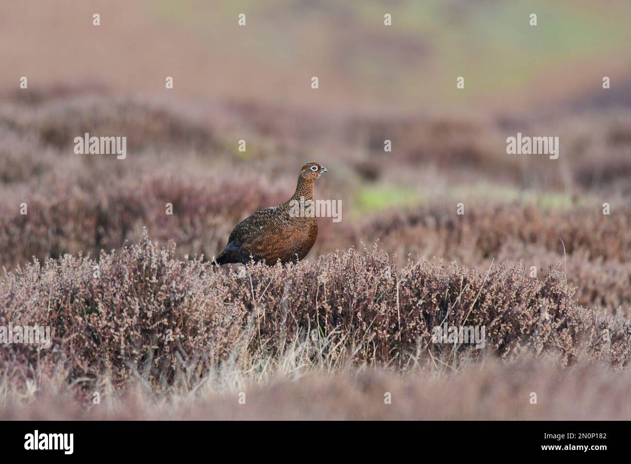 Red Grouse Lagopus lagopus Stock Photo - Alamy