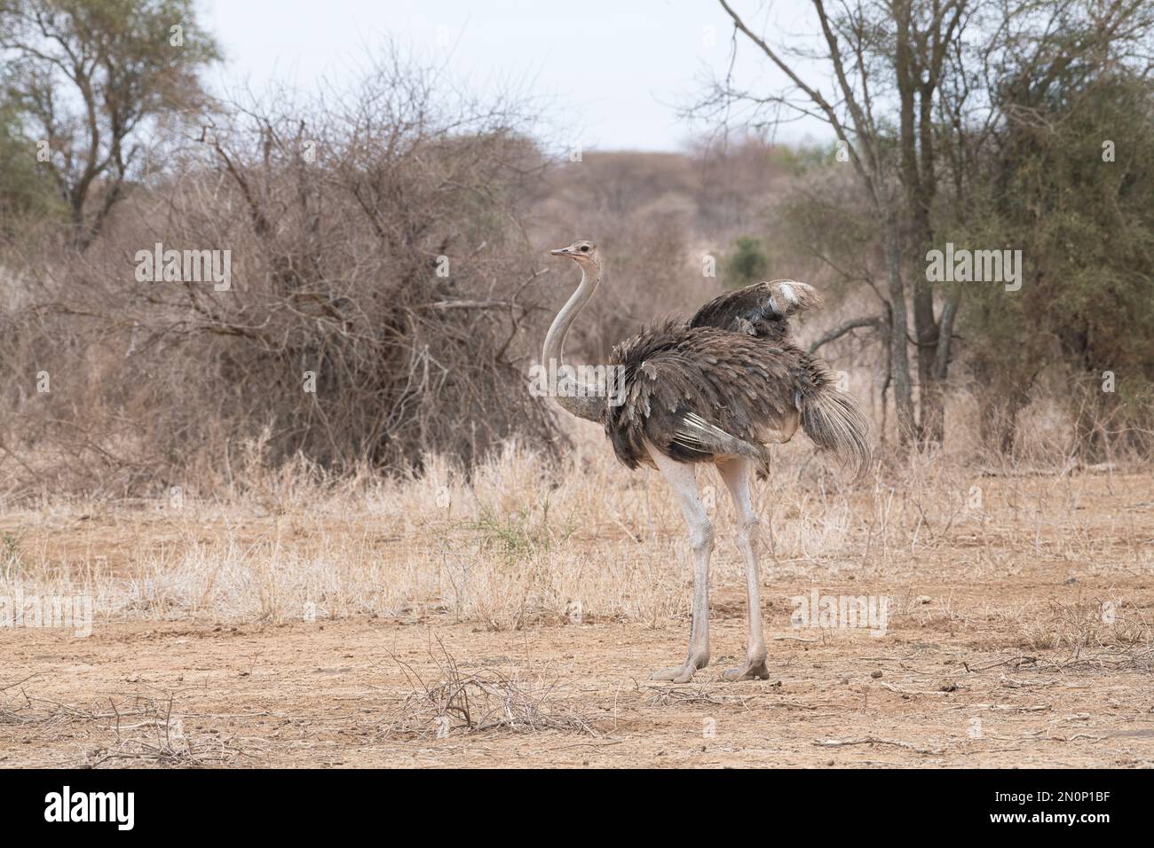 Adult female common ostrich (Struthio camelus Stock Photo - Alamy