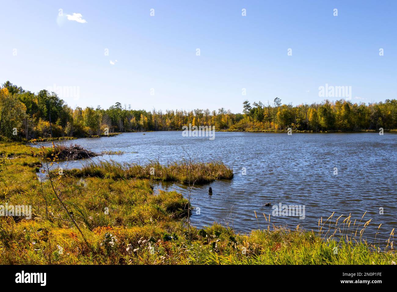 marsh area in autumn Stock Photo - Alamy