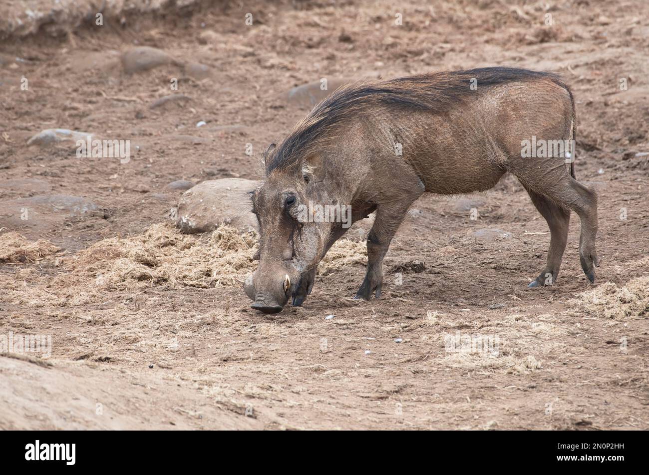 Warthog (Phacochoerus africanus Stock Photo - Alamy