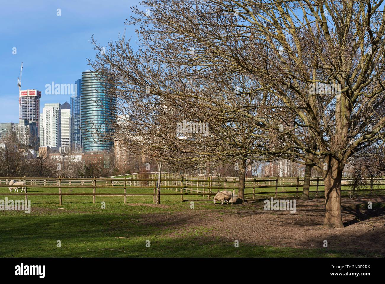 Sheep grazing at Mudshute Farm and Park on the Isle of Dogs, London ...