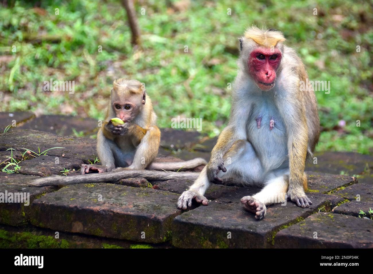 Lat 7 94291800 hi-res stock photography and images - Alamy