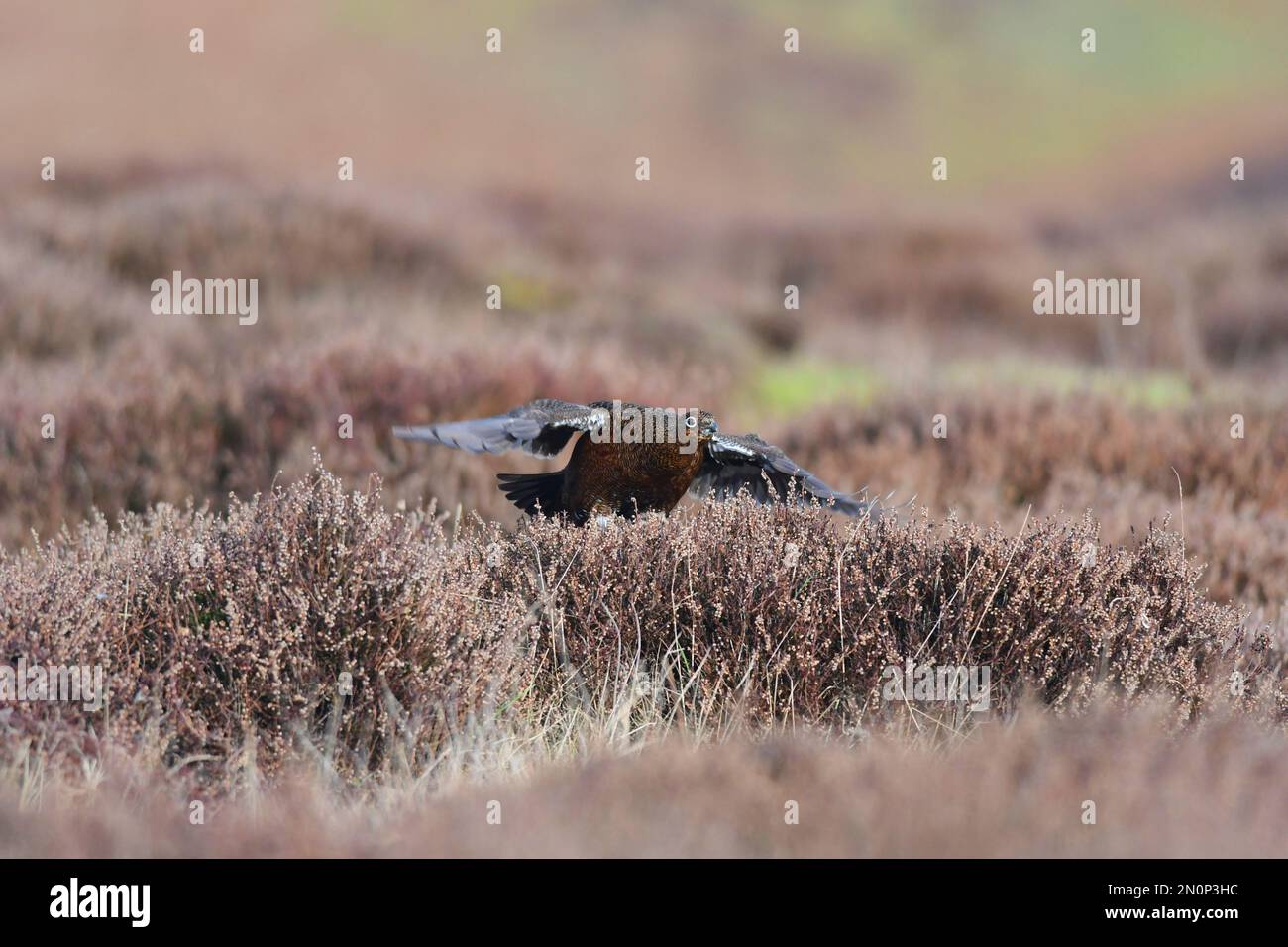 Willow grouse subspecies hi-res stock photography and images - Alamy