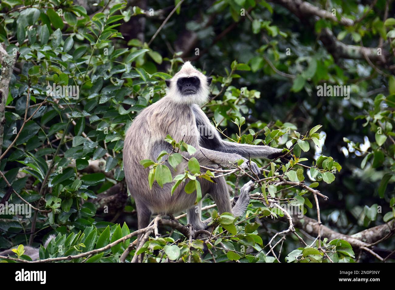 tufted gray langur, Coromandel sacred langur, Südliche Hanuman-Langur ...