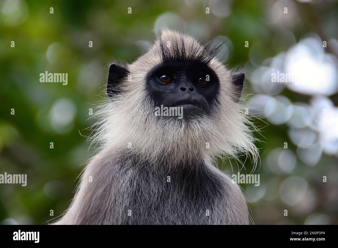 tufted gray langur, Coromandel sacred langur, Südliche Hanuman-Langur ...
