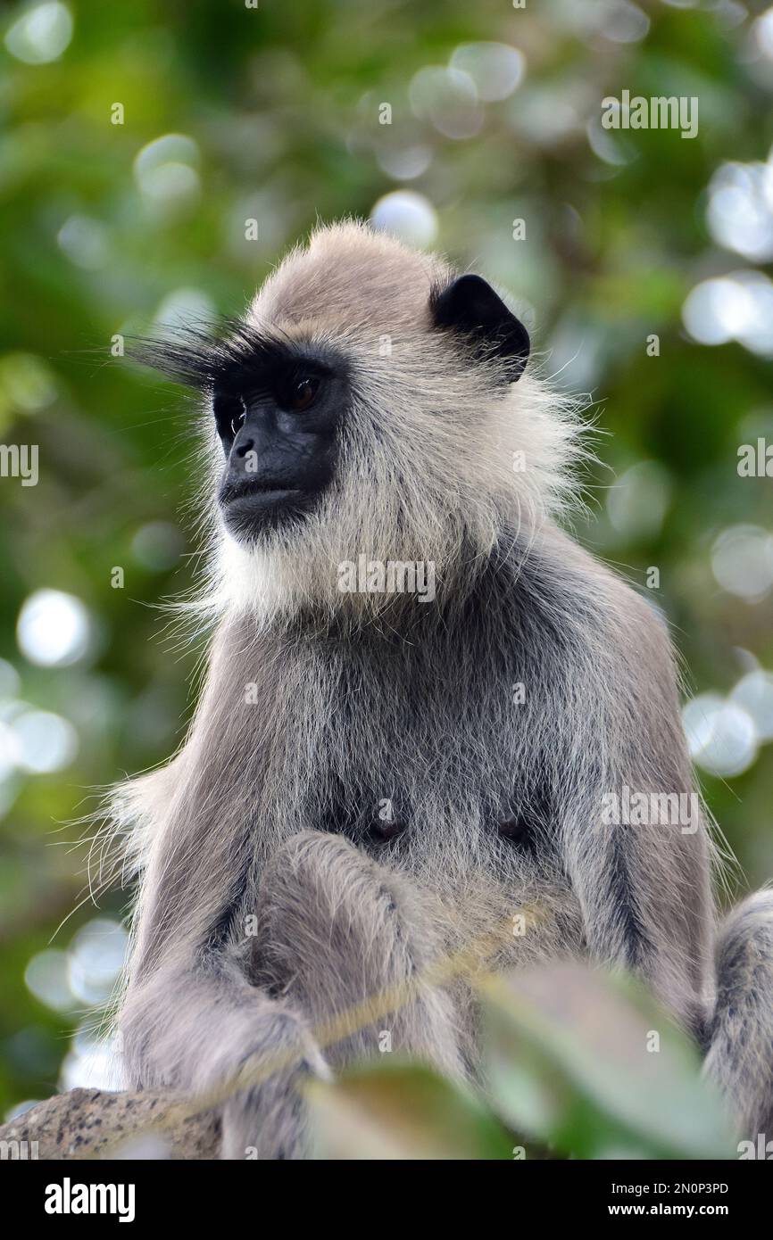 tufted gray langur, Coromandel sacred langur, Südliche Hanuman-Langur ...