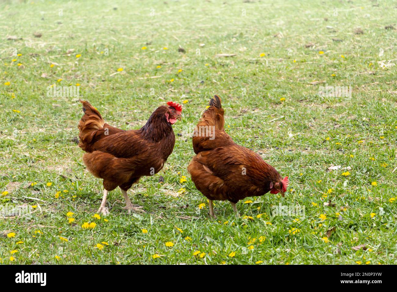 two roosters in green grass Stock Photo - Alamy
