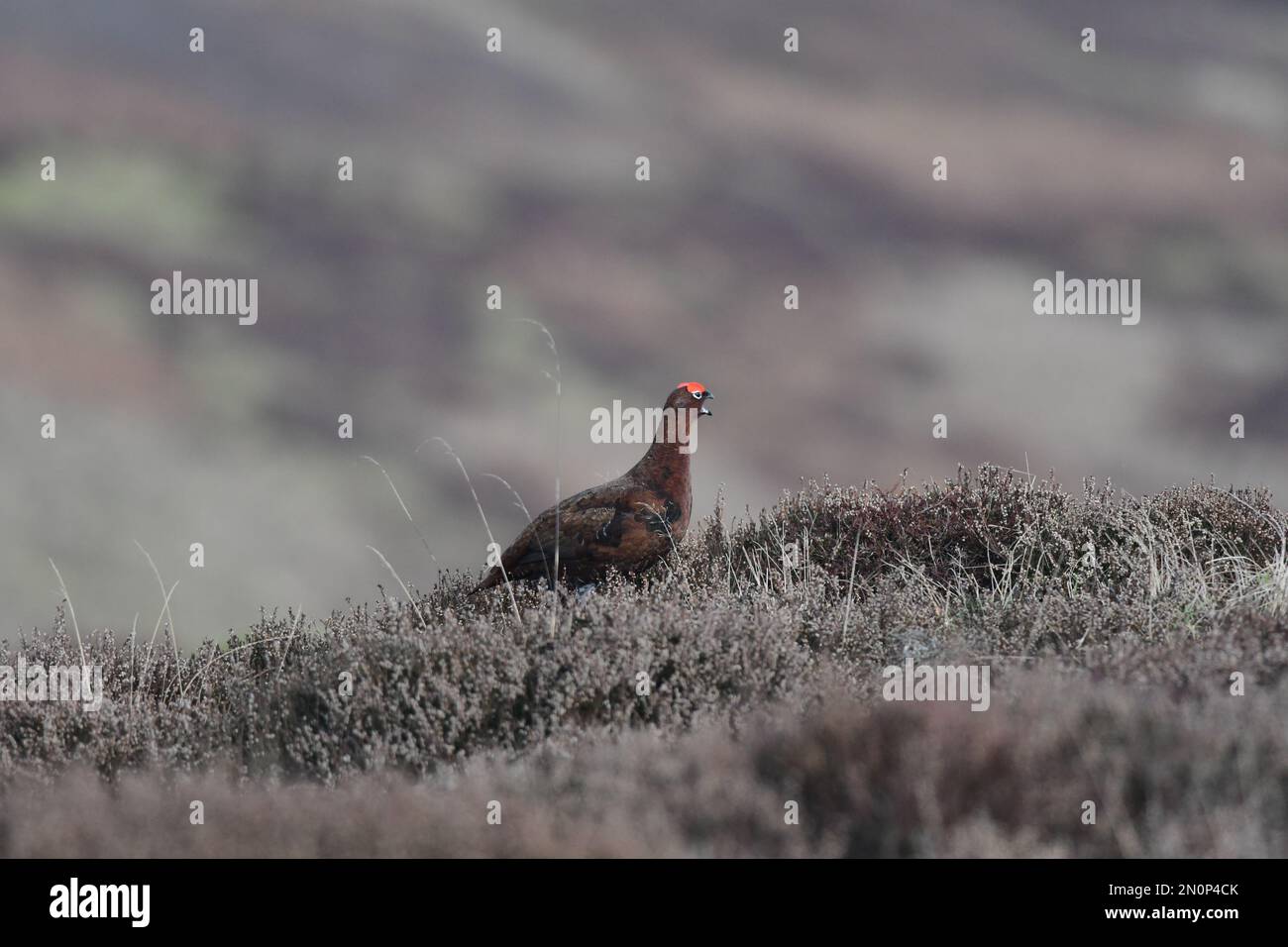 Scottish grouse hi-res stock photography and images - Alamy