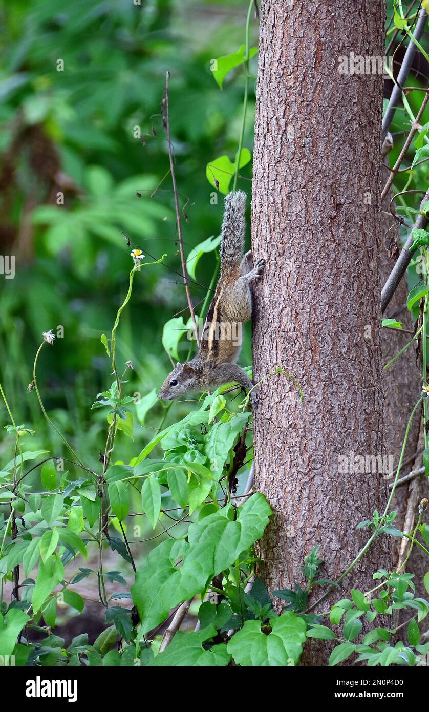 Indian palm squirrel, three-striped palm squirrel, Funambulus palmarum ...
