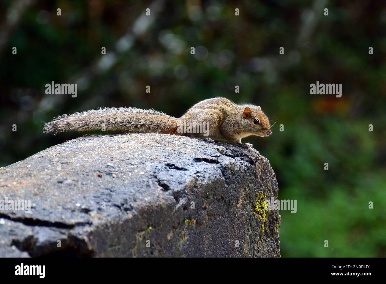 Indian palm squirrel, three-striped palm squirrel, Funambulus palmarum ...