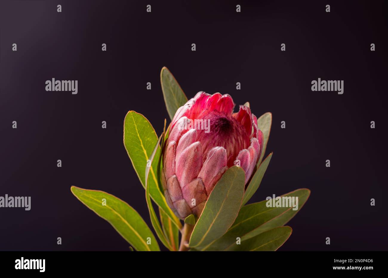 Beautiful Protea Flower against a black background. Blooming Pink King ...
