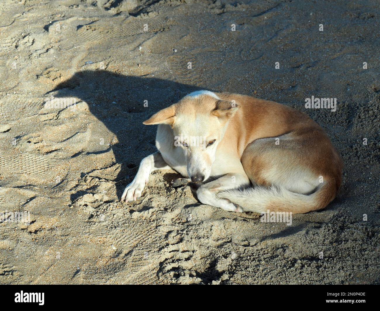 dog, Haushund, Chien, Canis lupus familiaris, kutya, Srí Lanka, Asia ...