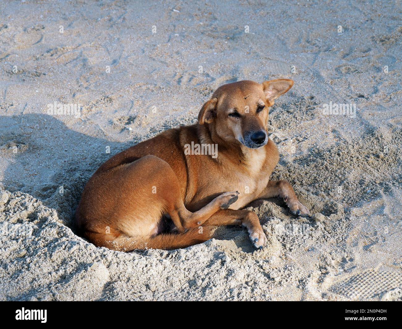 dog, Haushund, Chien, Canis lupus familiaris, kutya, Srí Lanka, Asia ...